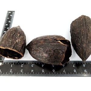 Cacao Pod- Half - Etsy