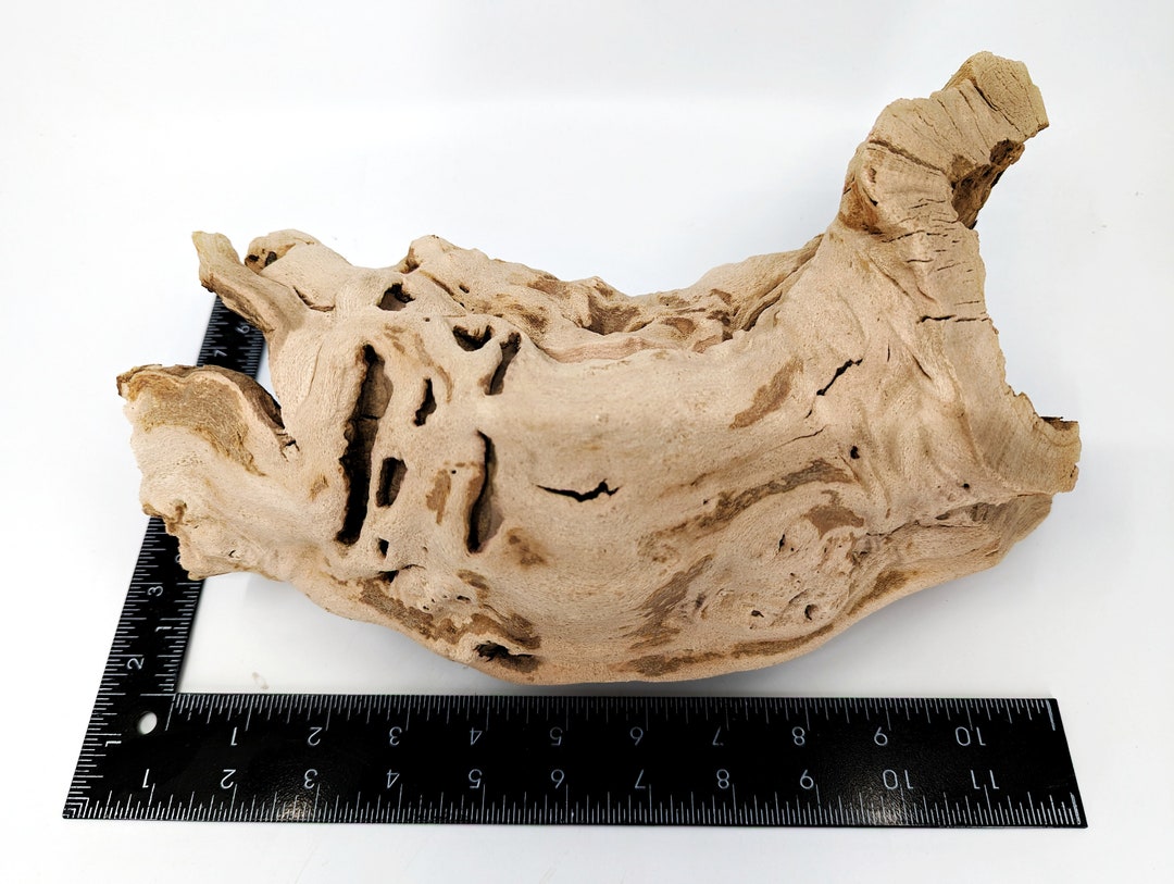Grapevine Log - Sandblasted Piece of Large Grapevine - Terrarium ...