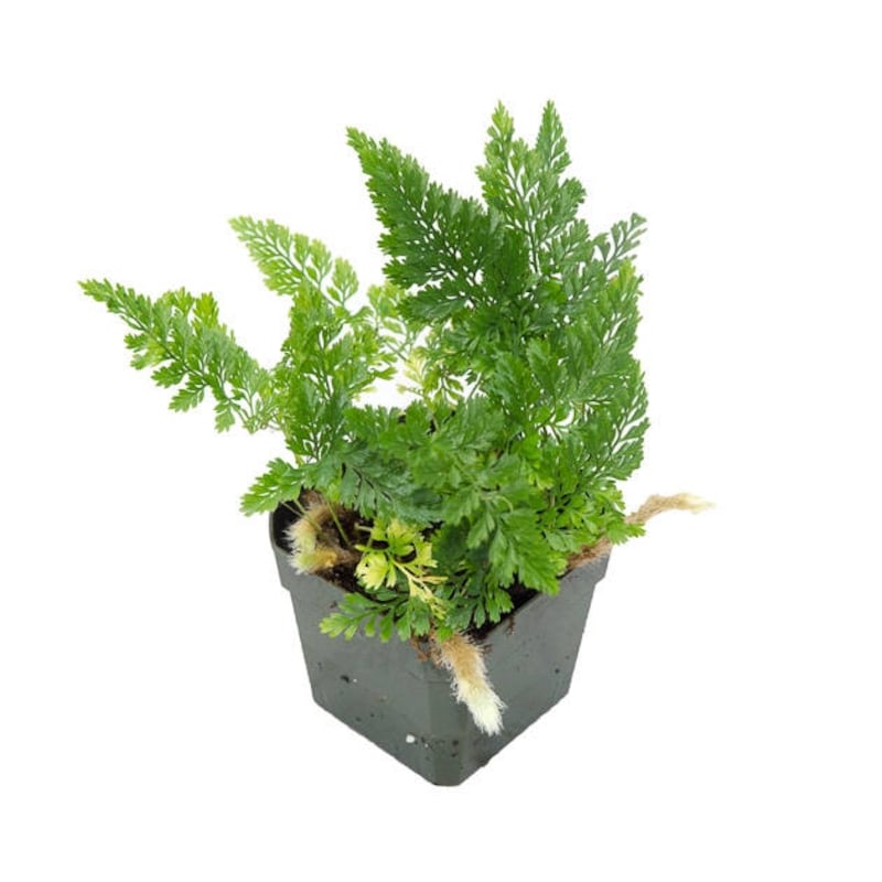 Rabbit Foot Fern - Etsy