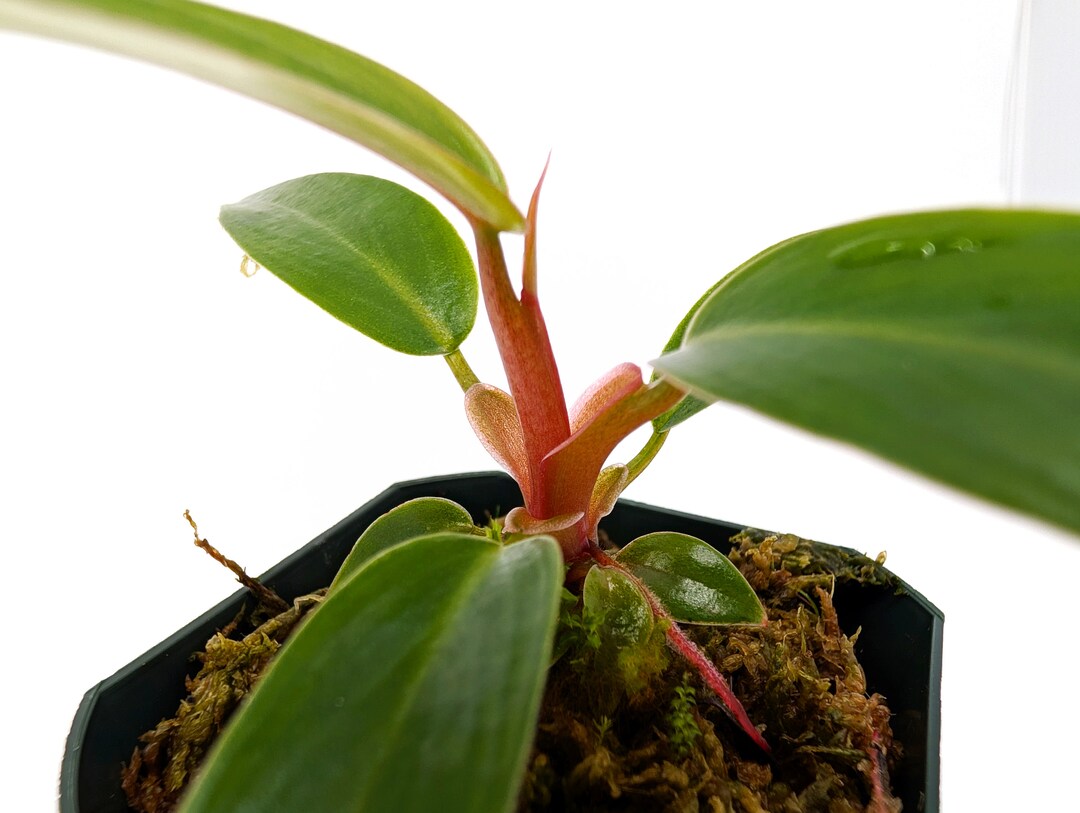 Philodendron 'red Empress'- Rooted Plant, Nice and Compact, FAST ...