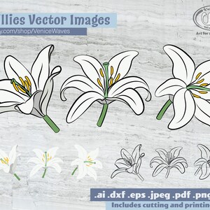 Lilly SVG Lilly Cut File Lilly Clipart Lilly PDF Lilly - Etsy