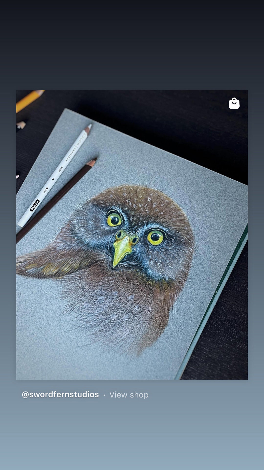 Original Drawing Western Pygmy Owl Study - Etsy