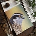 Goshawk Art Print, Bird Art , Drawing, Art Print, Wall Art ...