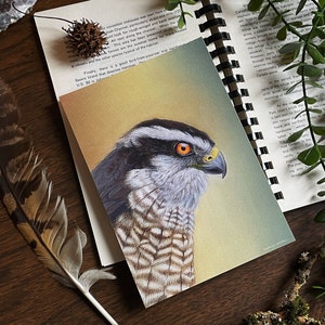 Goshawk Art Print, Bird Art , Drawing, Art Print, Wall Art ...