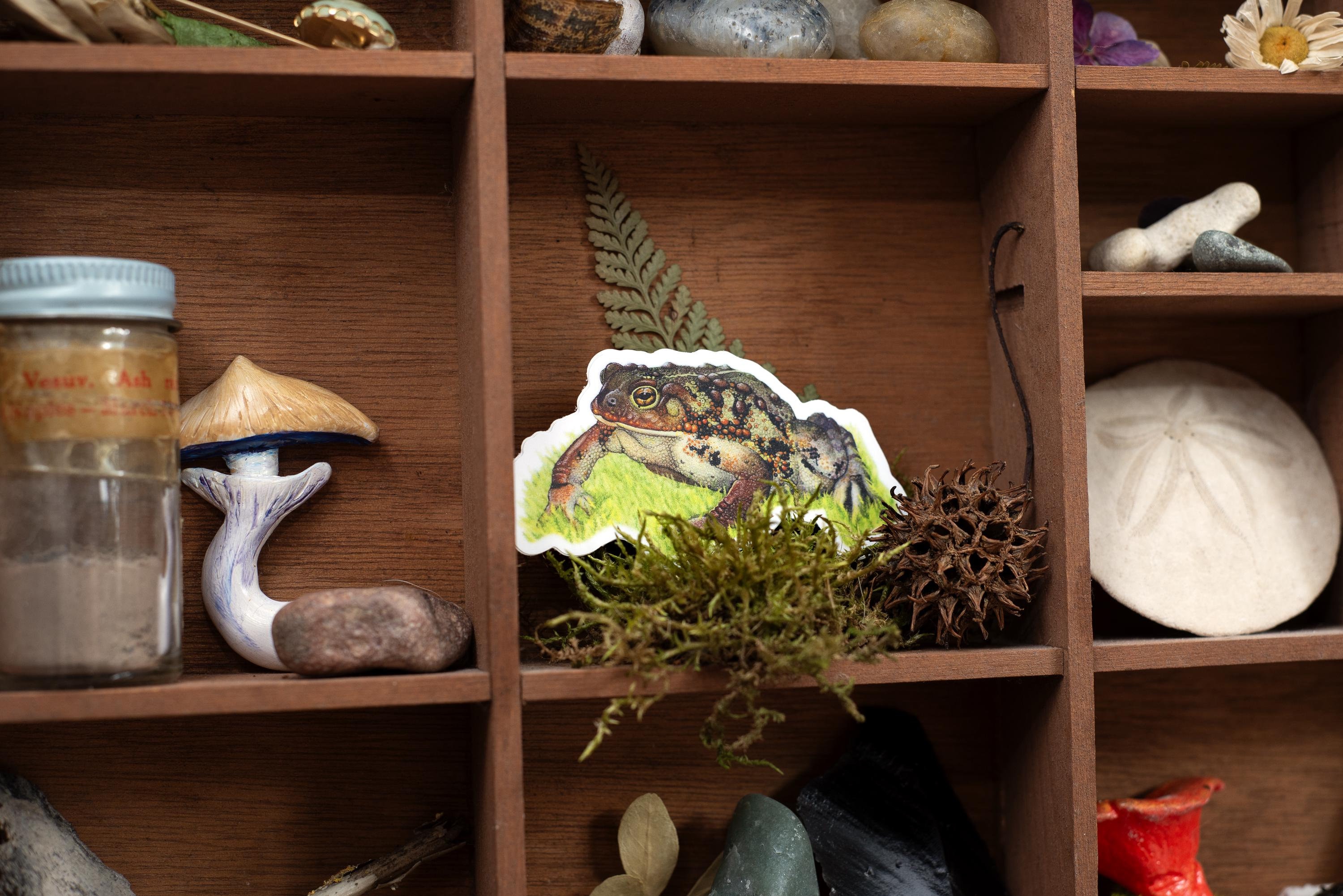 Western Toad Sticker, Whimsical Watercolor Toad Vinyl Decal, Forest ...