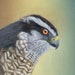Goshawk Art Print, Bird Art , Drawing, Art Print, Wall Art ...