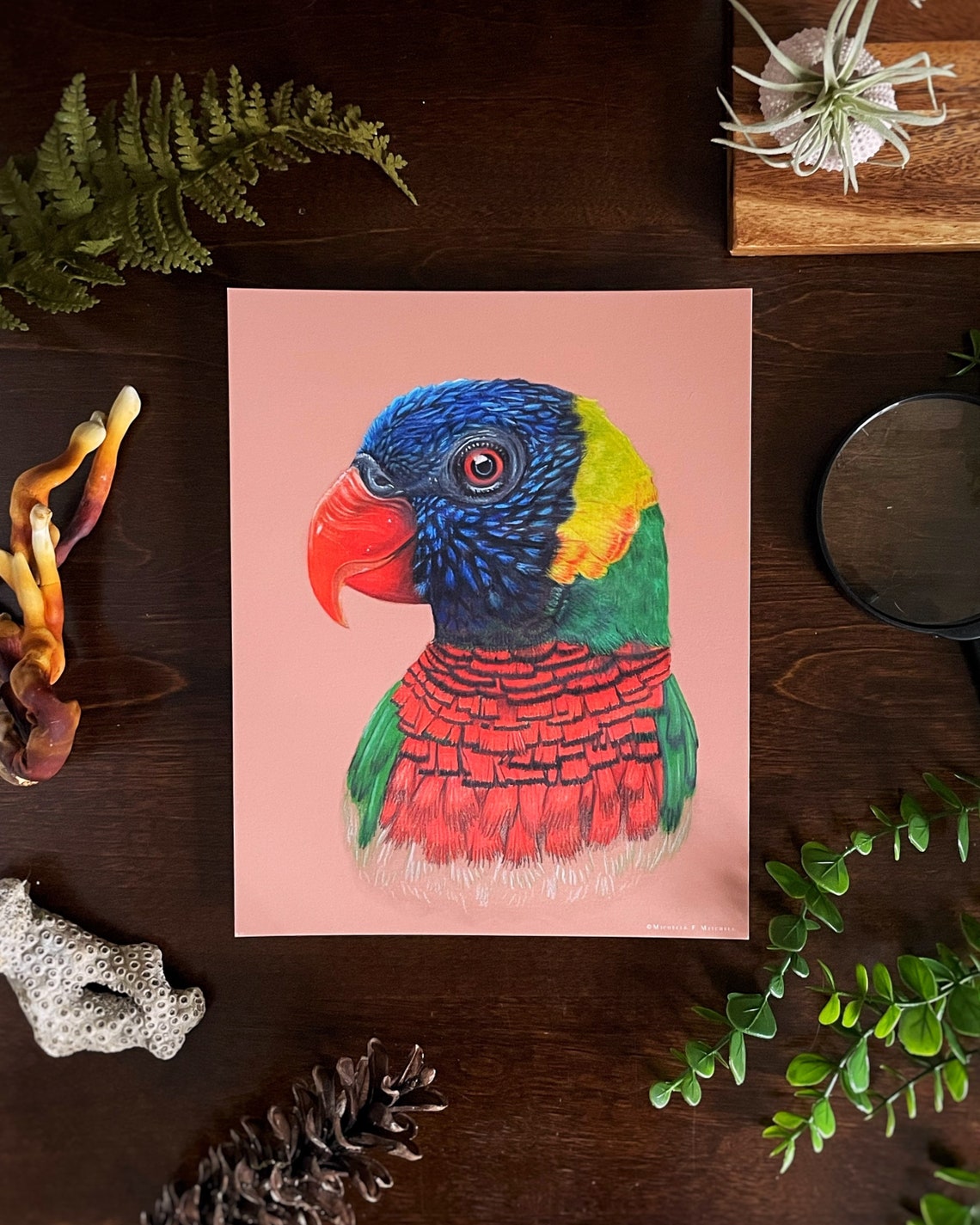 Rainbow Lorikeet Art Print Bird Art Drawing Art Print - Etsy