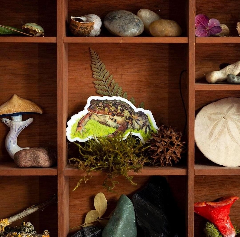 Western Toad Sticker, Whimsical Watercolor Toad Vinyl Decal, Forest ...