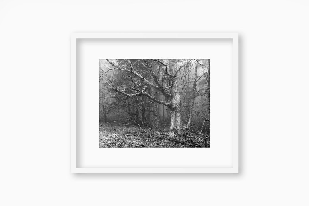 Old Beech Tree - Fine Art Print - Unframed, Unmatted - Etsy