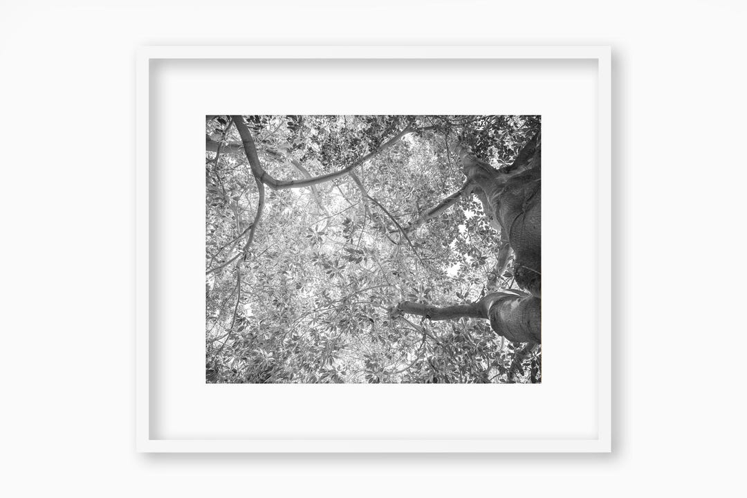 Monumental Ficus Tree on the Mount of Beatitudes - Fine Art Print - Etsy