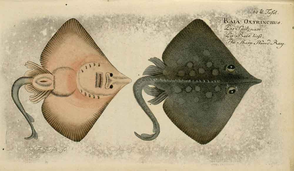 Printable Fish Raya Printable | Etsy