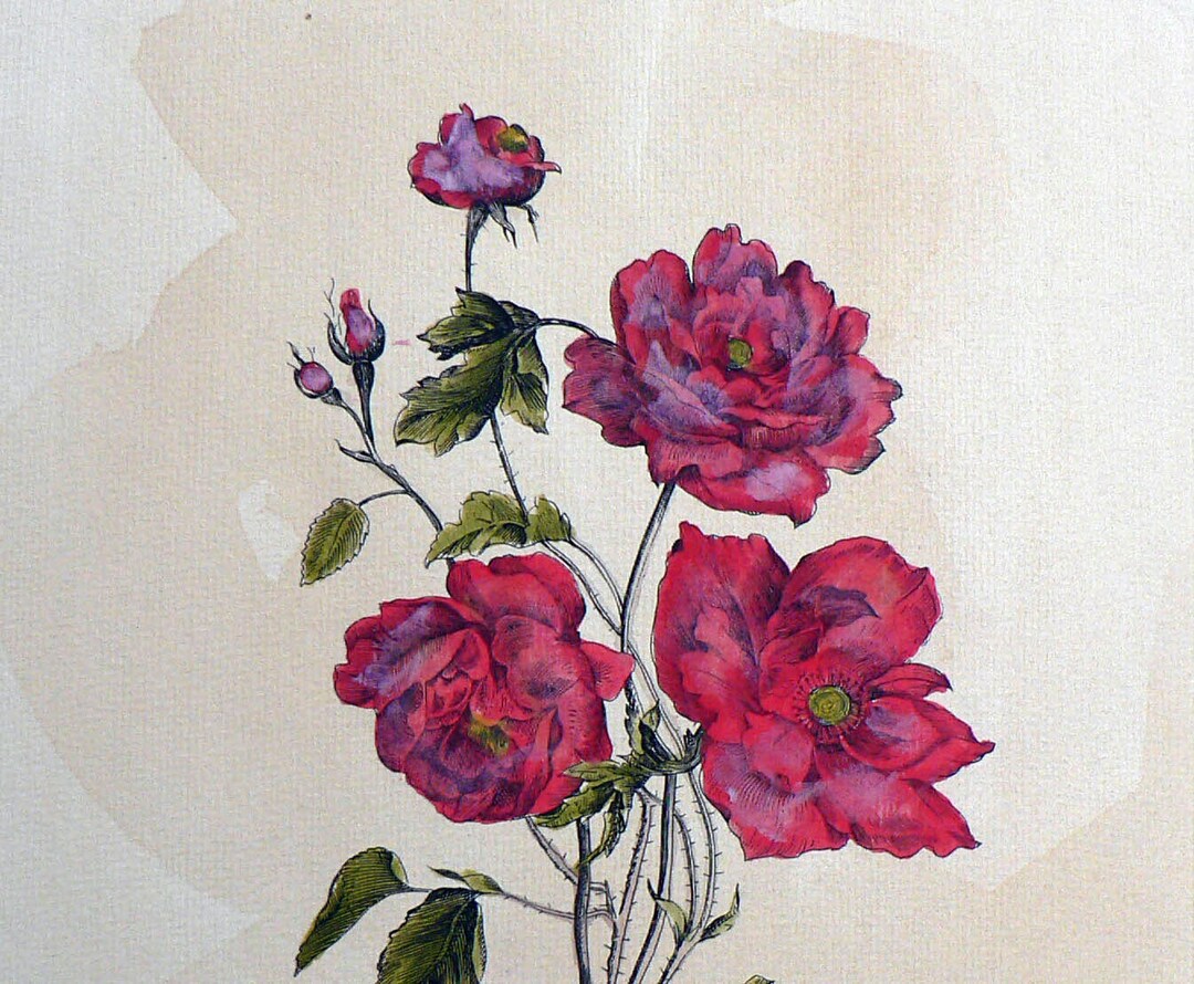 Rose - Red Rose - Etchings Flowers and Plants - Hand Colored Etching - Etsy