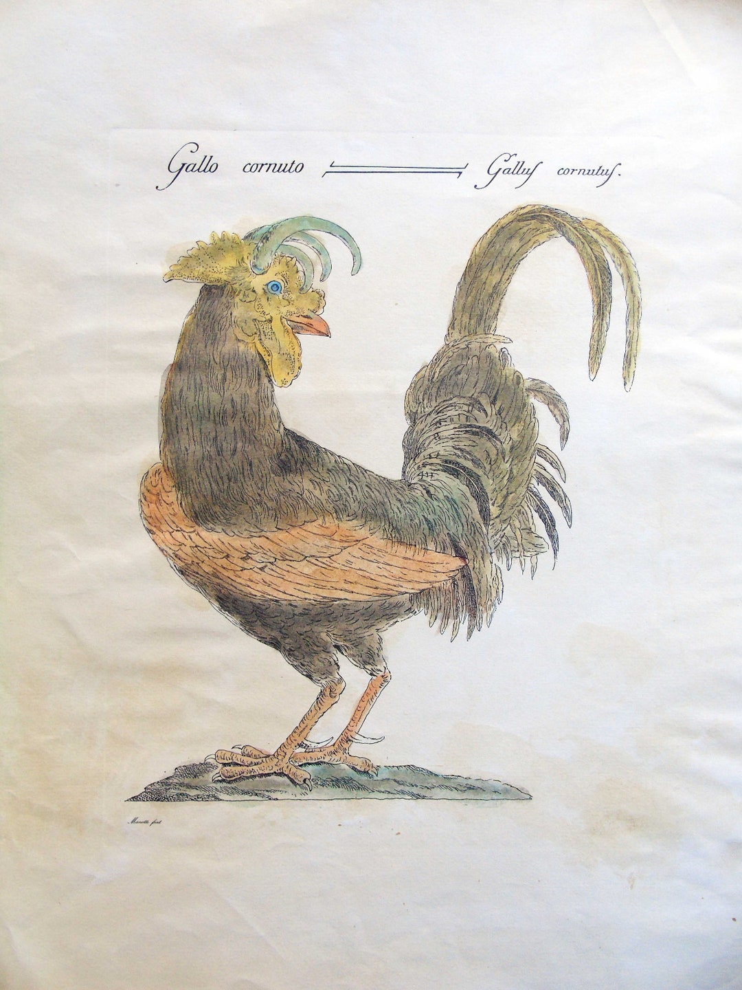 Rooster Horned Rooster Hand Colored Etching,rooster Image,animal ...
