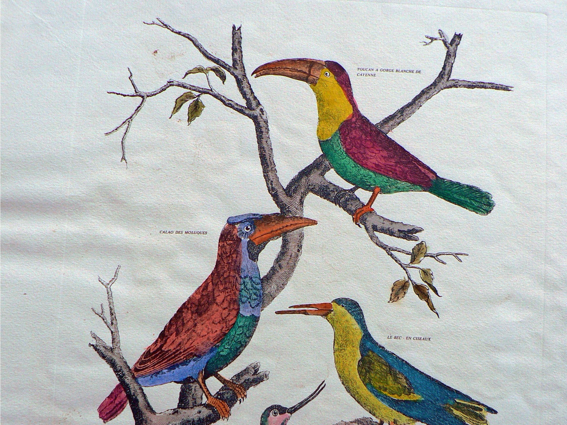 Birds I - Denis Diderot 1751,birds, Exotic Birds, Designer Birds ...
