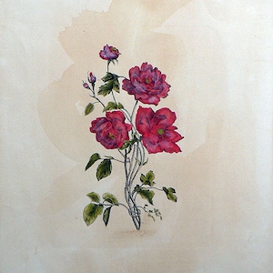 Rose - Red Rose - Etchings Flowers and Plants - Hand Colored Etching - Etsy