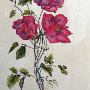 Rose - Red Rose - Etchings Flowers and Plants - Hand Colored Etching - Etsy