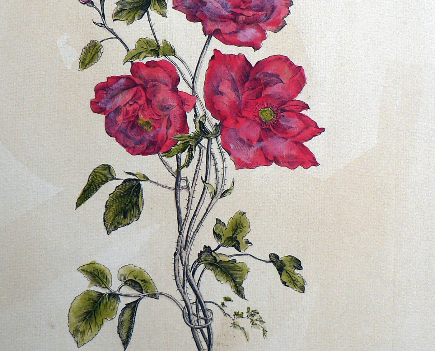 Rose - Red Rose - Etchings Flowers and Plants - Hand Colored Etching - Etsy