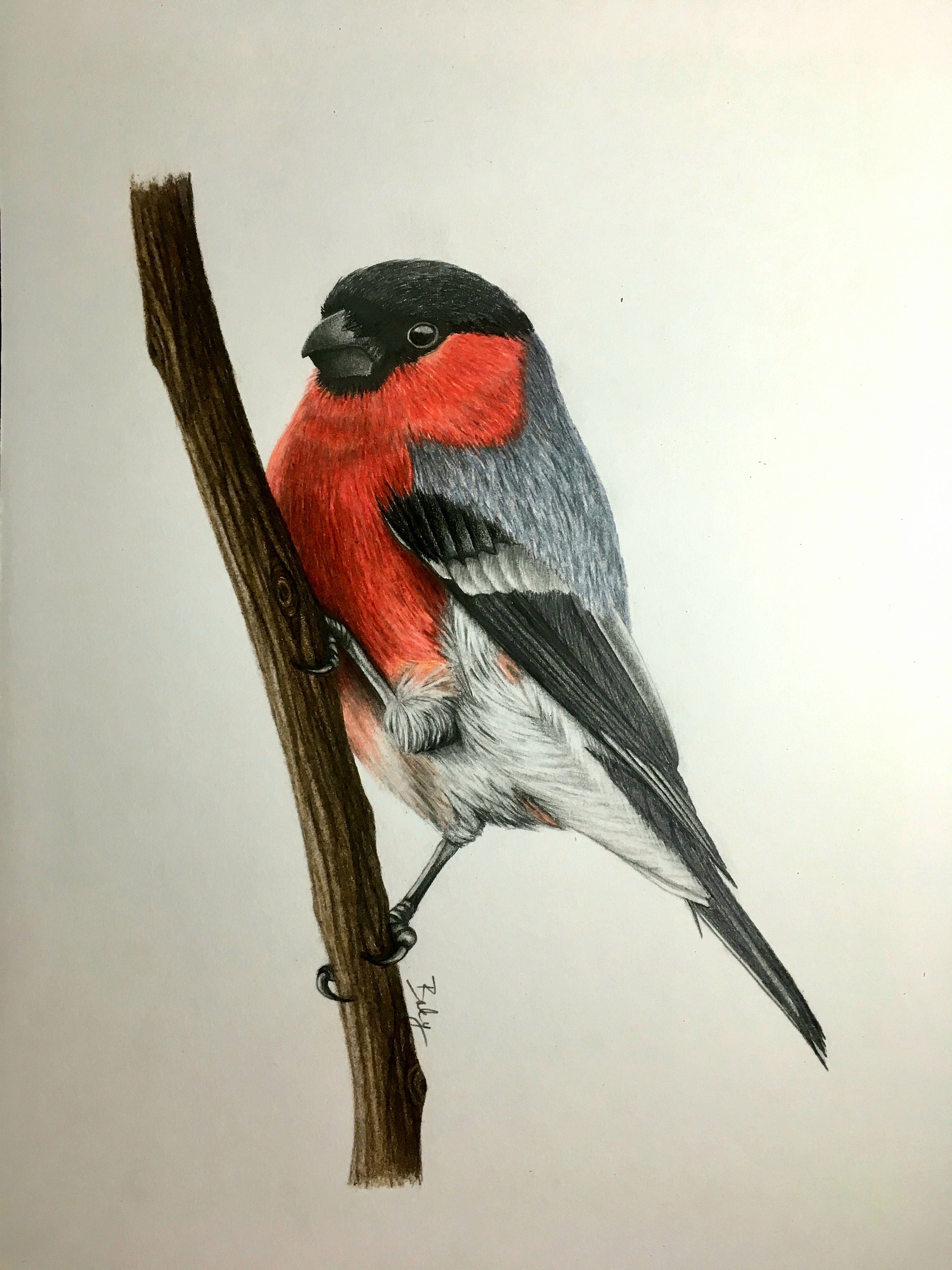 Original Drawings With Colored Pencils by Me - Etsy