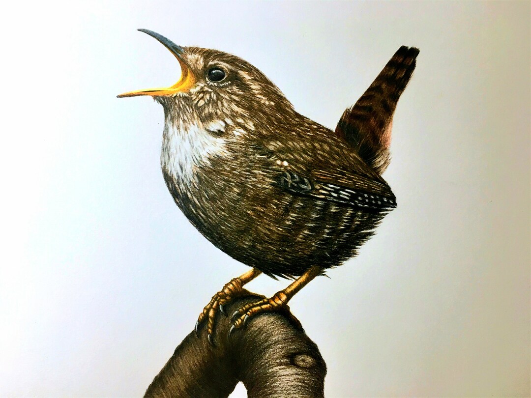 Original Drawings With Colored Pencils by Me - Etsy