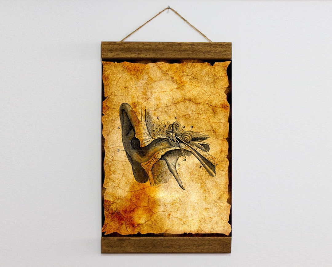 Vintage Inner Ear Illustration Wood Framed Canvas Print, Anatomy Theme ...