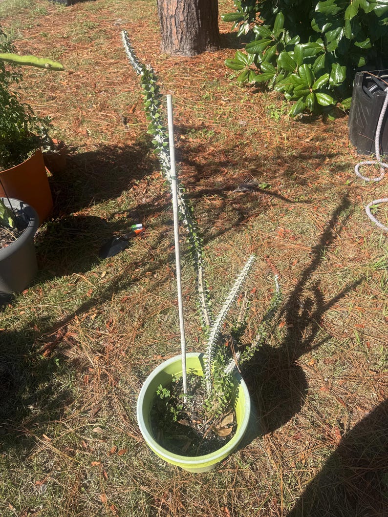 Extra Large Alluaudia Procera Madagascar False Ocotillo - Etsy