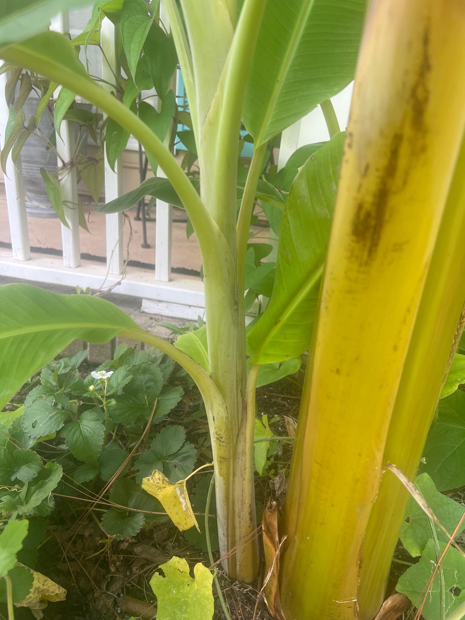 Musa Paradisiaca 'praying Hands' Banana 3-5 Feet Corm Pup Plant Rare ...