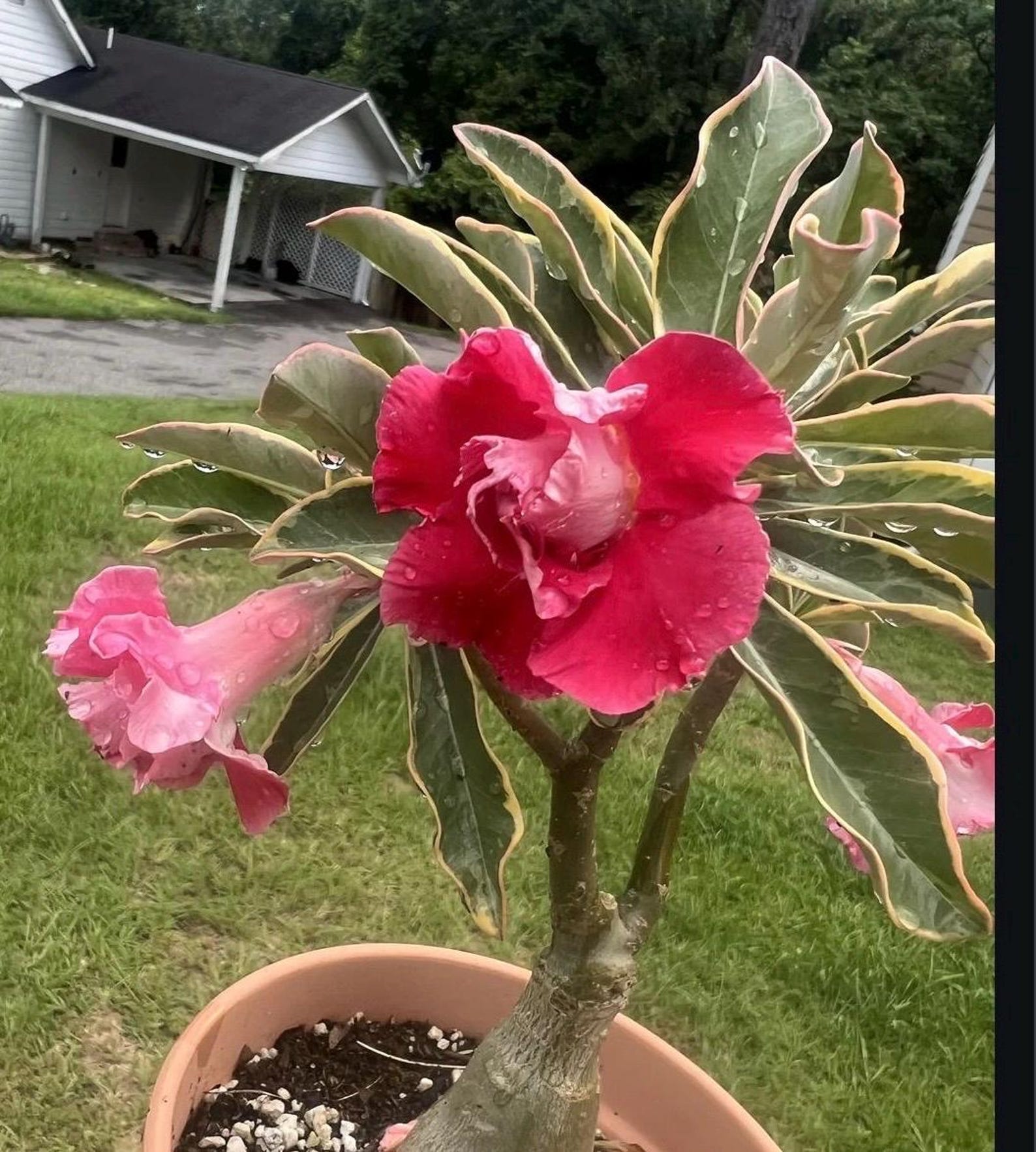 Variegated Desert Rose Pink Flowers Adenium Obesum - Etsy