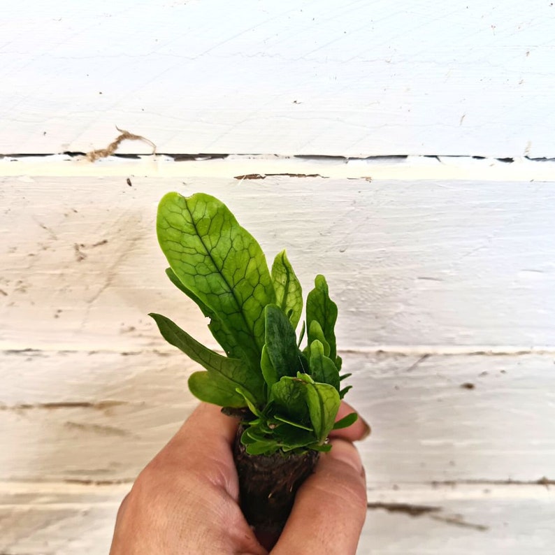 Microsorum Crocodyllus Crocodile Fern Terrarium Plant - Etsy Australia