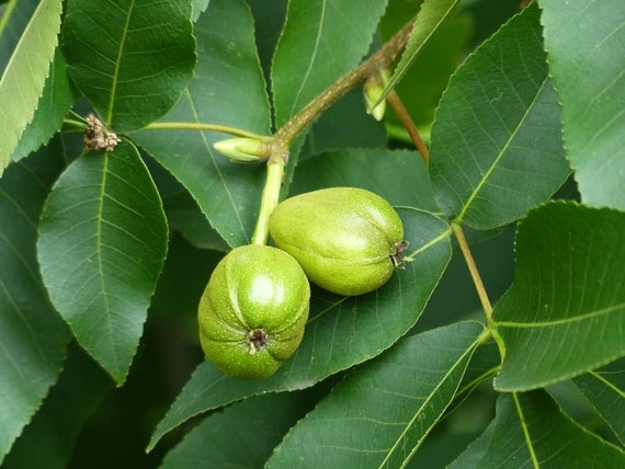 1 Shagbark Hickory Tree Seed To Grow Carya Ovata Etsy