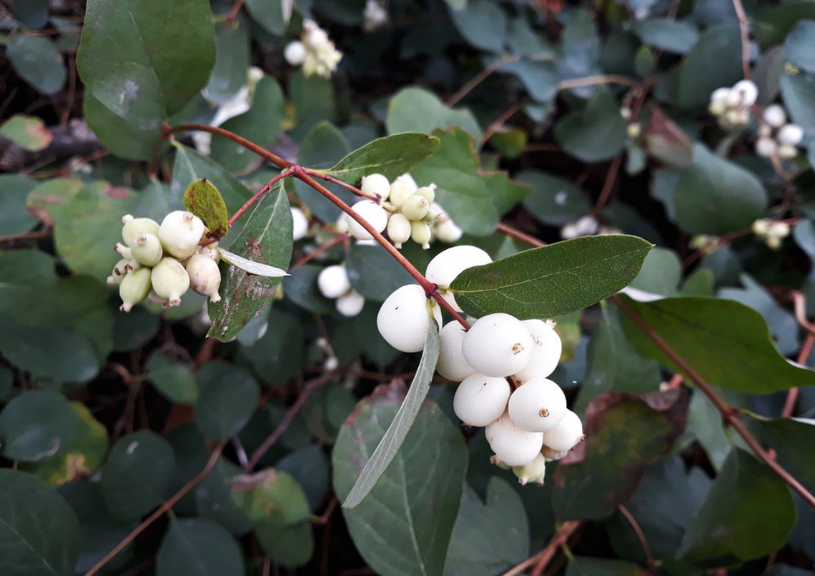 50 Snowberry Shrub Seeds Non-gmo Seeds Grown and Shipped - Etsy