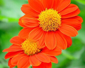 Dwarf Tithonia - Etsy