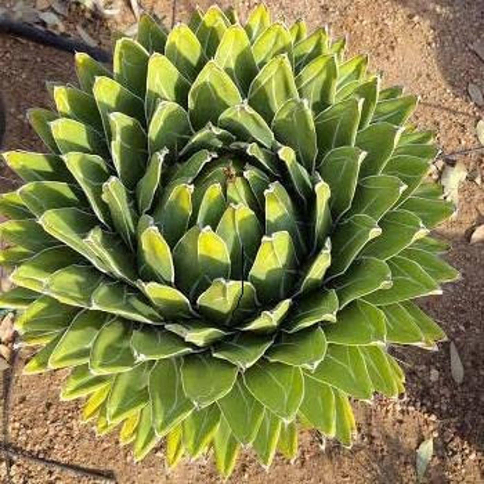 10 Queen Victoria Agave Seeds for Planting Exotic Cactus Agave - Etsy