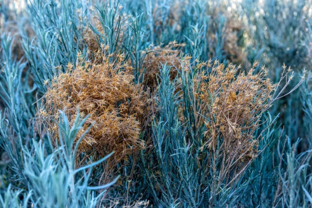 100 Blue Rabbit Bush Seeds for Planting Hardy Perennial - Etsy