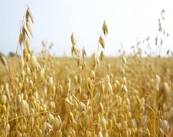 Cover Crop Oats - Etsy