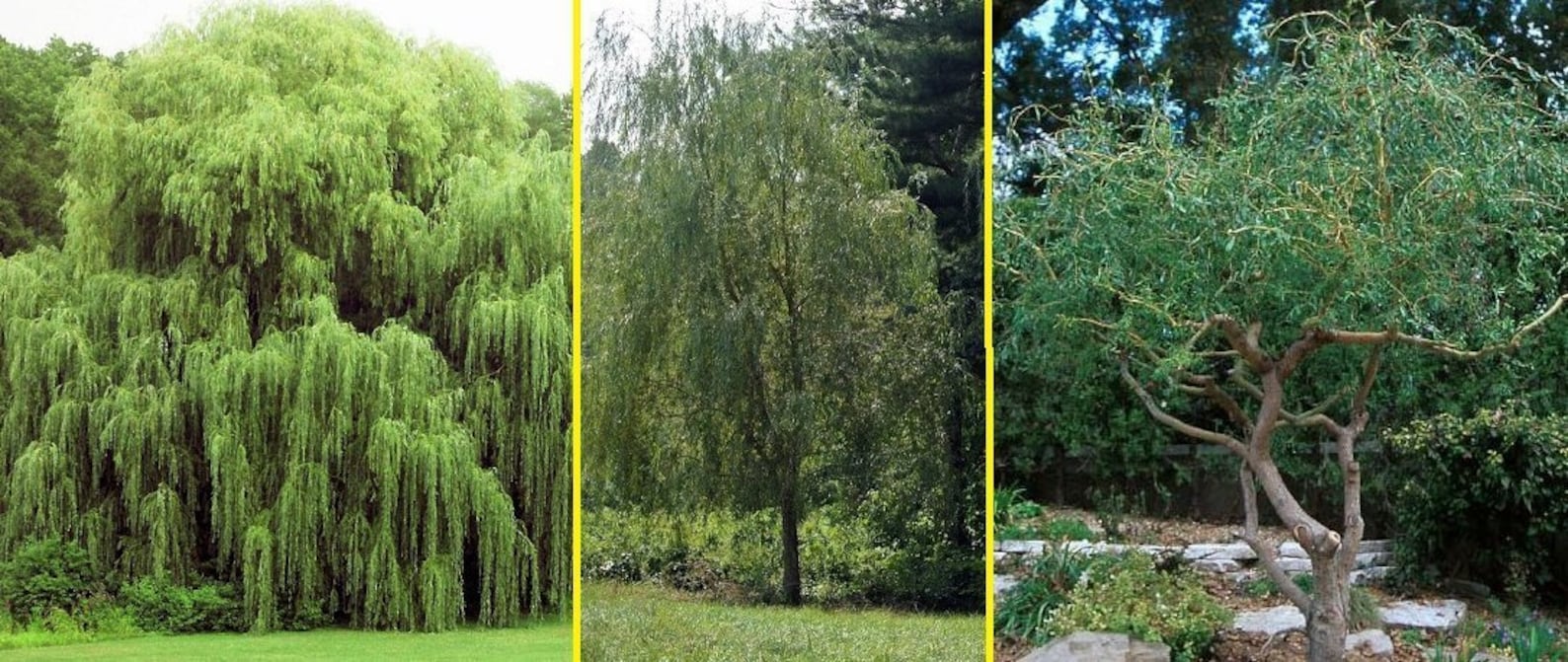 5 Willow Tree Bundle 2 Hybrid Austree Willow 2 Weeping - Etsy