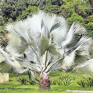 3 Silver Saw Palm Tree Seeds for Planting Bismarckia Nobilis - Etsy