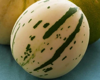 Snow Leopard Melon Seeds - Etsy