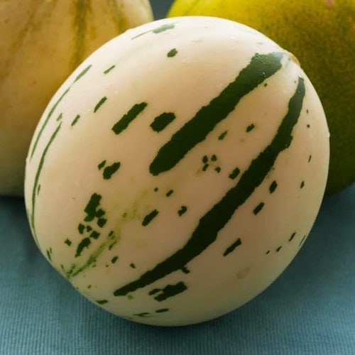 Snow Leopard Melon Seeds - Etsy