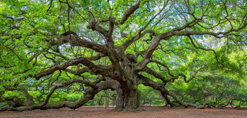 Live Oak Tree Seeds for Planting 5 Large and Fresh Seeds - Etsy