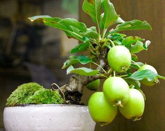 Guava Bonsai Tree | Etsy