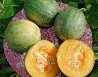 Minnesota Midget Micro Melon Seeds - Etsy