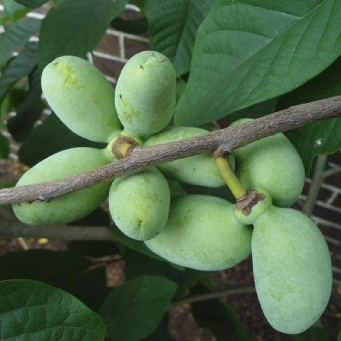 Paw Paw Tree Seeds for Planting 6 Seeds Edible Fruit Tree - Etsy