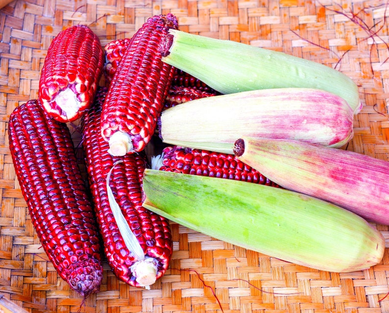 Jimmy Red Corn Seeds Vibrant Red Bootlegger Corn Heirloom - Etsy
