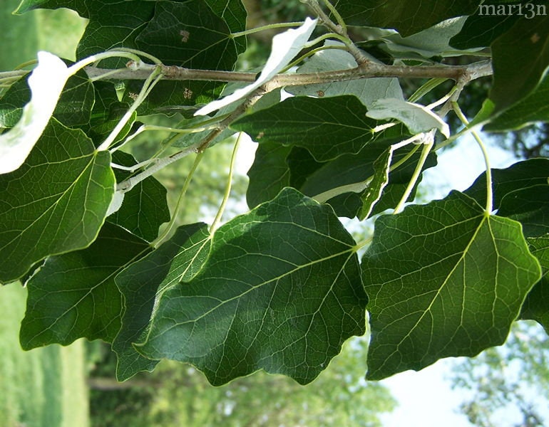 Hybrid Poplar Tree Cuttings Fast Growing Shade or Privacy - Etsy