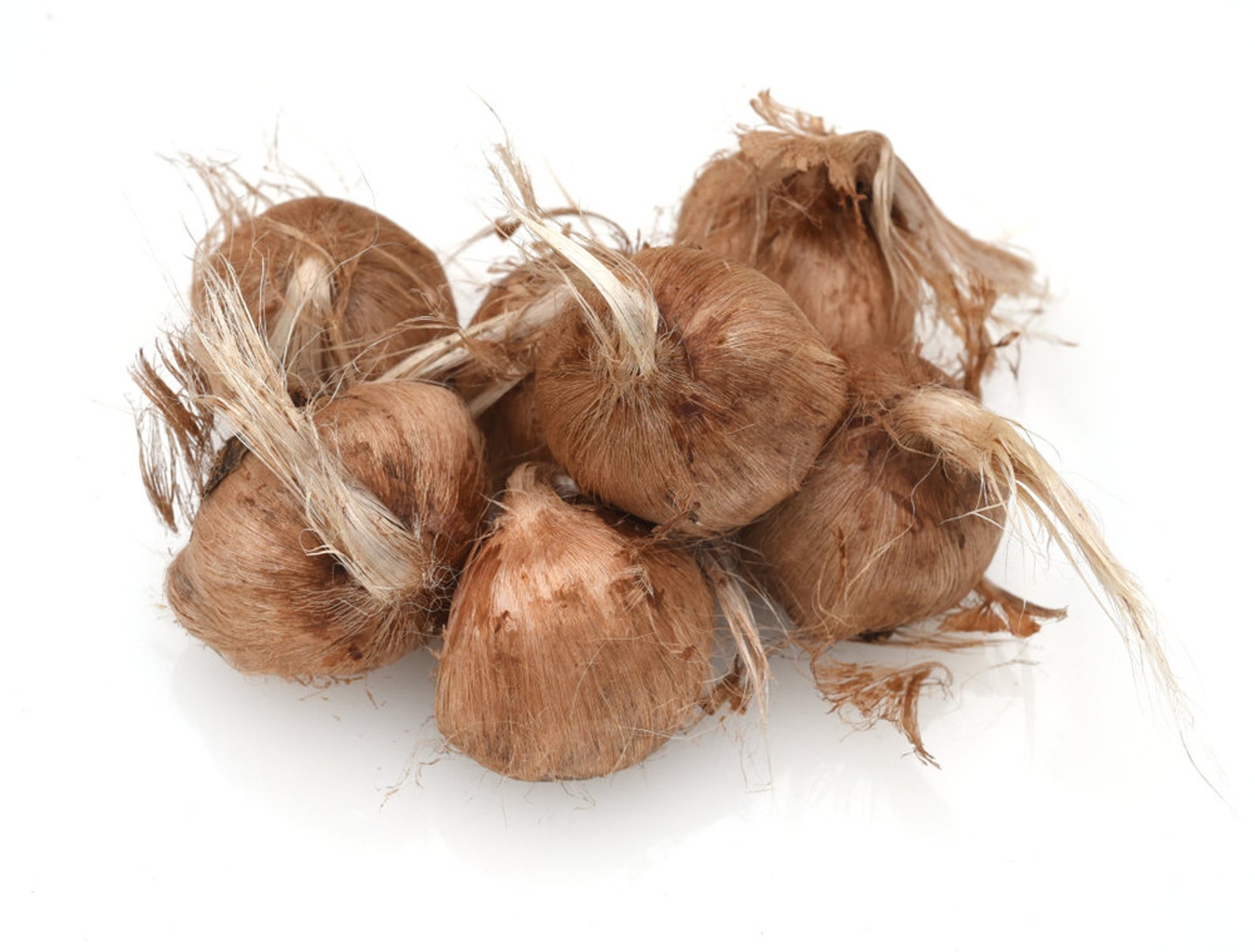 30 Jumbo Saffron Crocus Sativus Corms Bulbs Big Healthy - Etsy UK 30 Jumbo Saffron Crocus Sativus Corms Bulbs Big Healthy - Etsy UK
