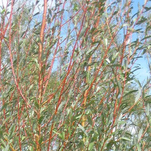 4 Flame Willow Tree Cuttings Vibrant Orange to Red Bark - Etsy