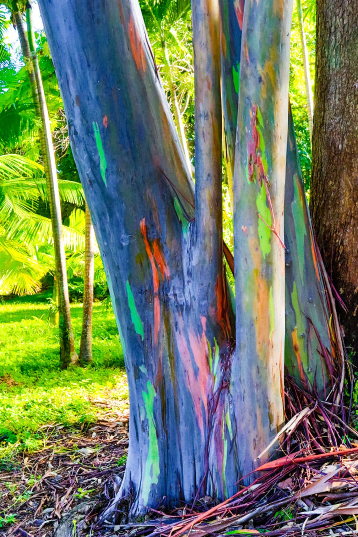 Rainbow Eucalyptus Tree Seeds Stunning Colored Bark - Etsy