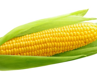 Merit Sweet Corn Seed - Etsy