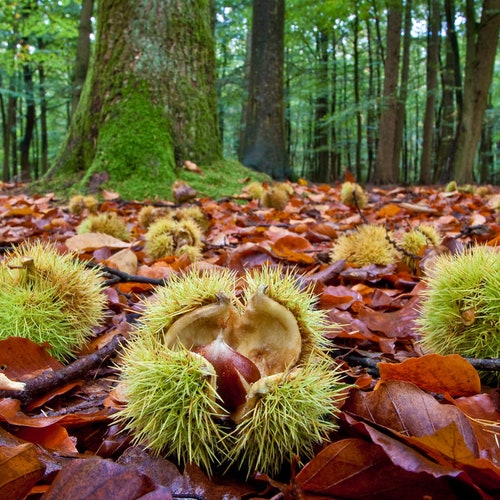 Colossal Chestnut Tree Seeds Grow Huge Chestnuts Castanea - Etsy