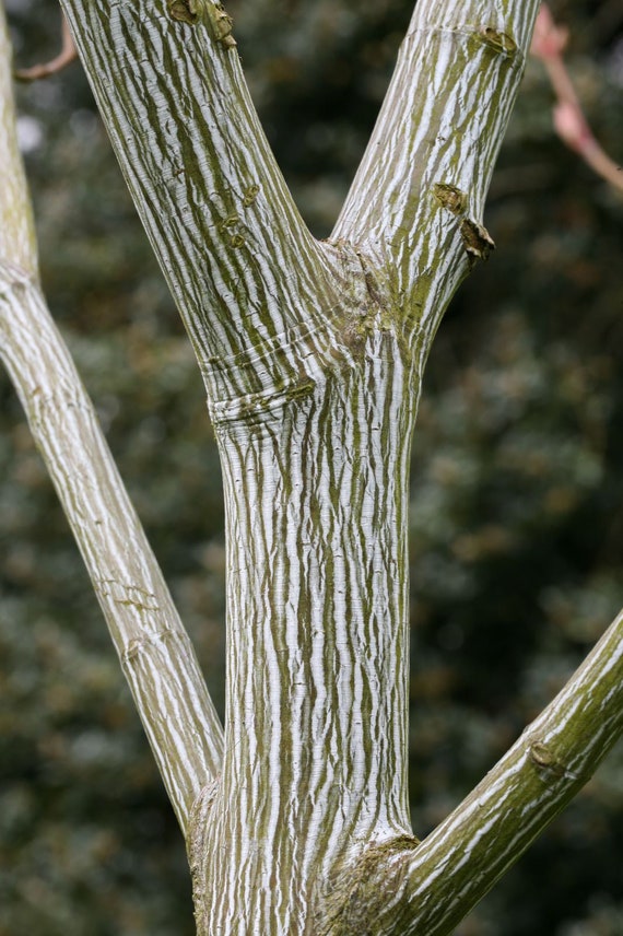 20 Striped Maple Tree Seeds Acer Pensylvanicum | Etsy